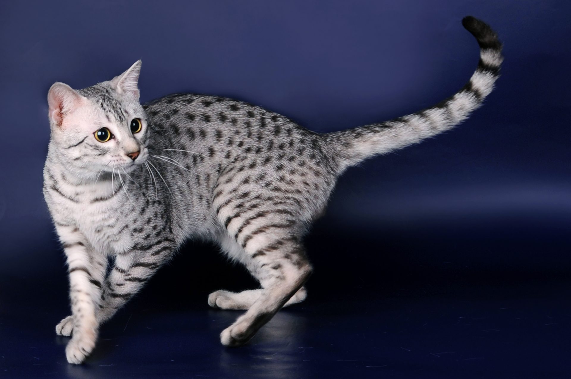 10 Cele mai scumpe rase de pisici - Prefectura